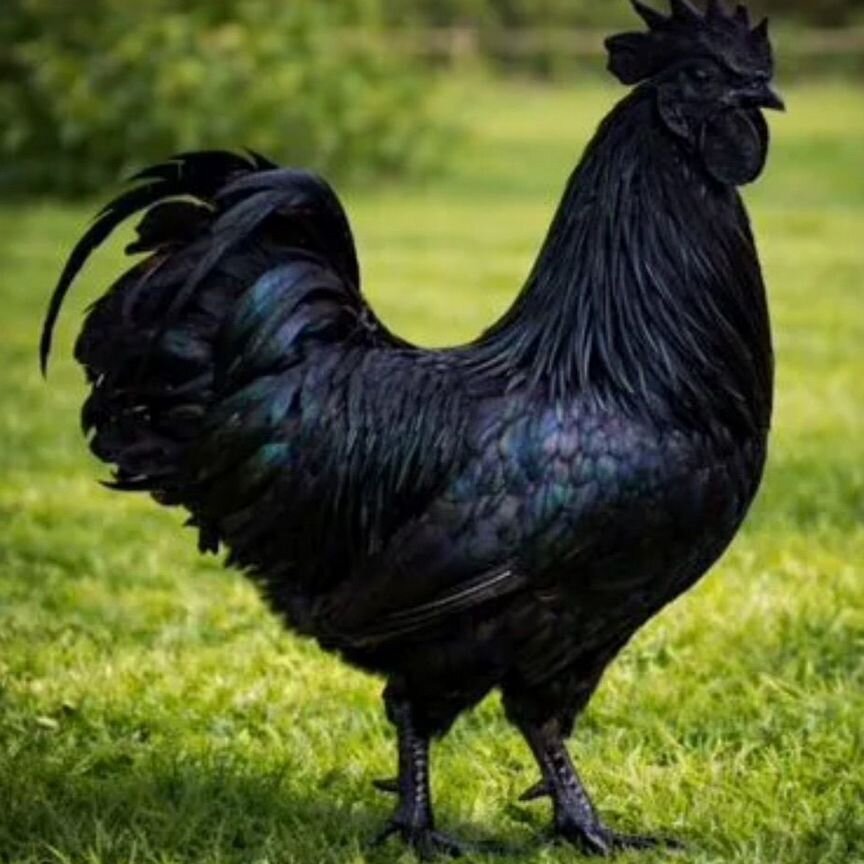 Петух породы ухейилюй