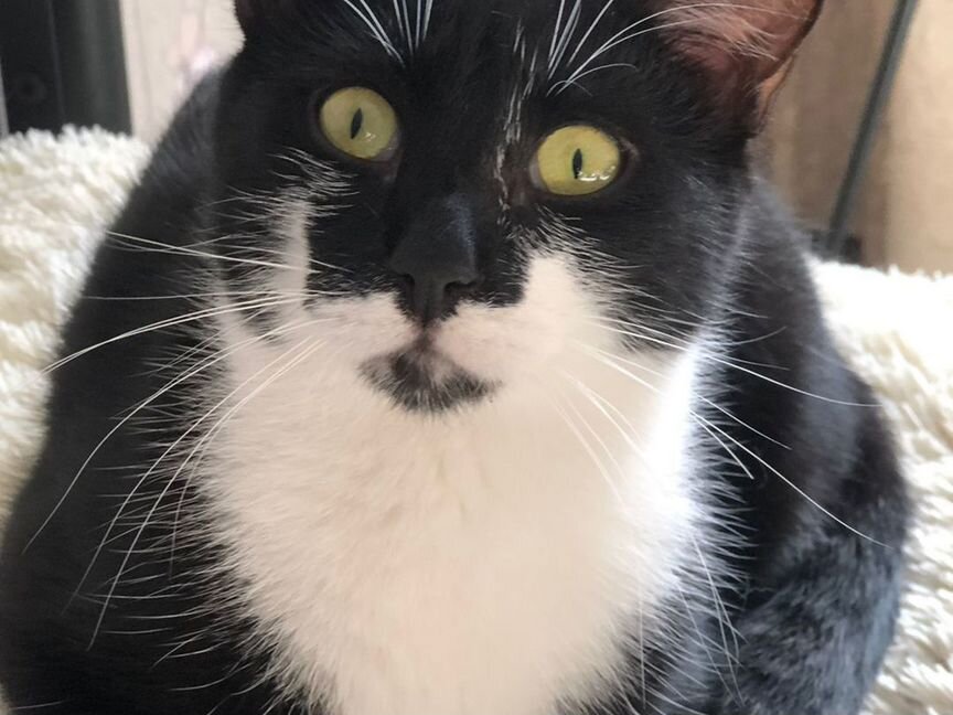 Котенок Чук