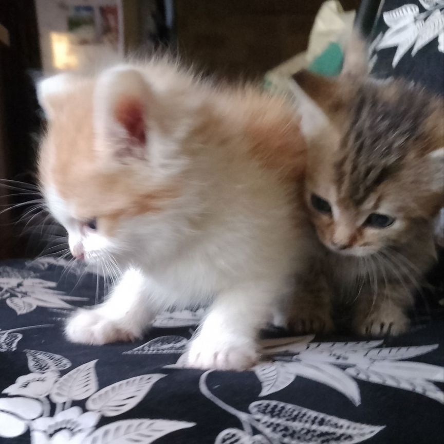 Котята в добрые руки