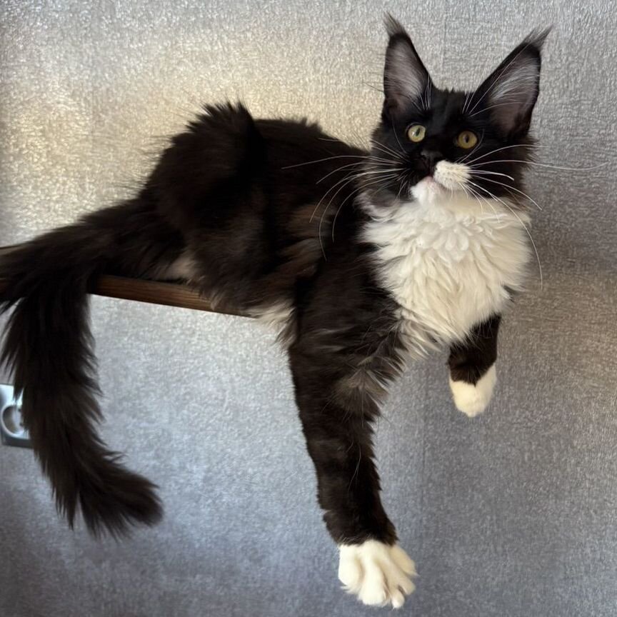 Мейн-кун котёнок