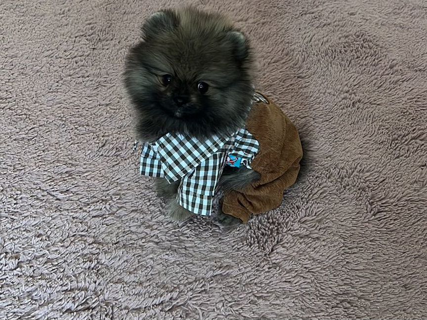 Продам шпица