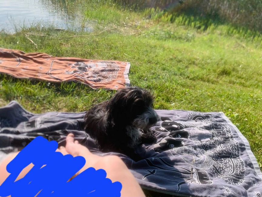 Отдам собаку в добрые руки