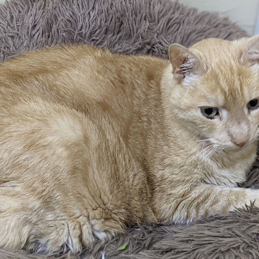 Котище в добрые руки