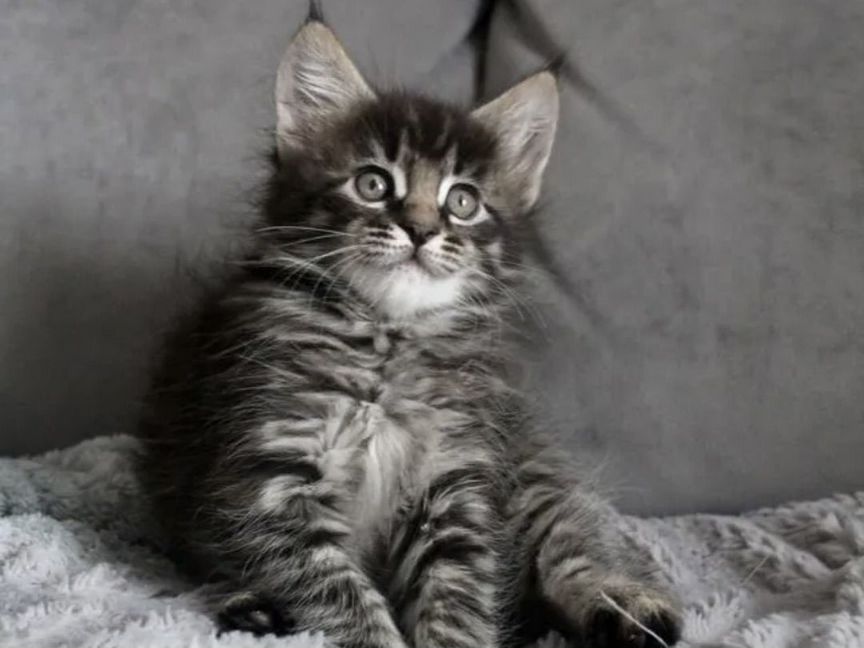 Брутальные котята от габаритных родиетелей