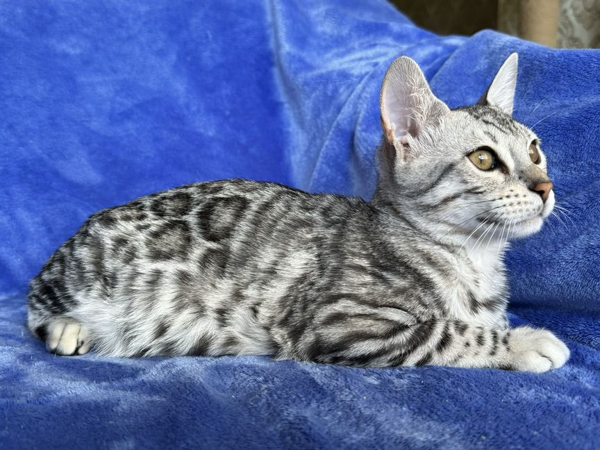 Серебрянная кошечка