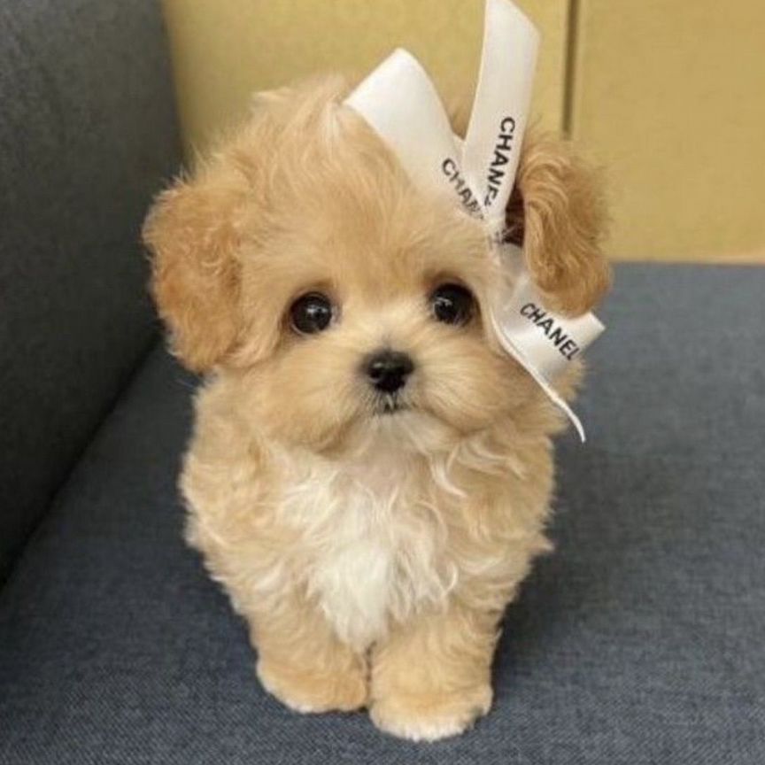 Мальтипу, щенок