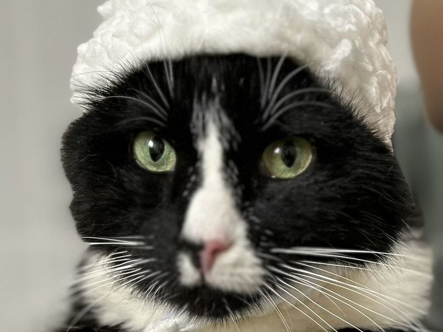 Отдам бесплатно кошку