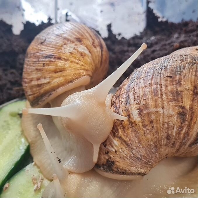 Улитки ахатины