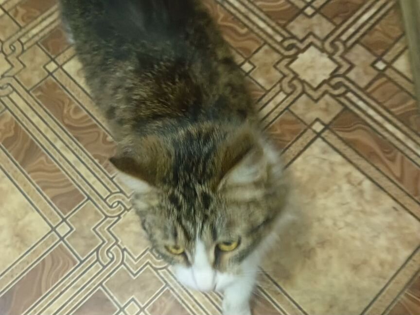 Найдена кошка