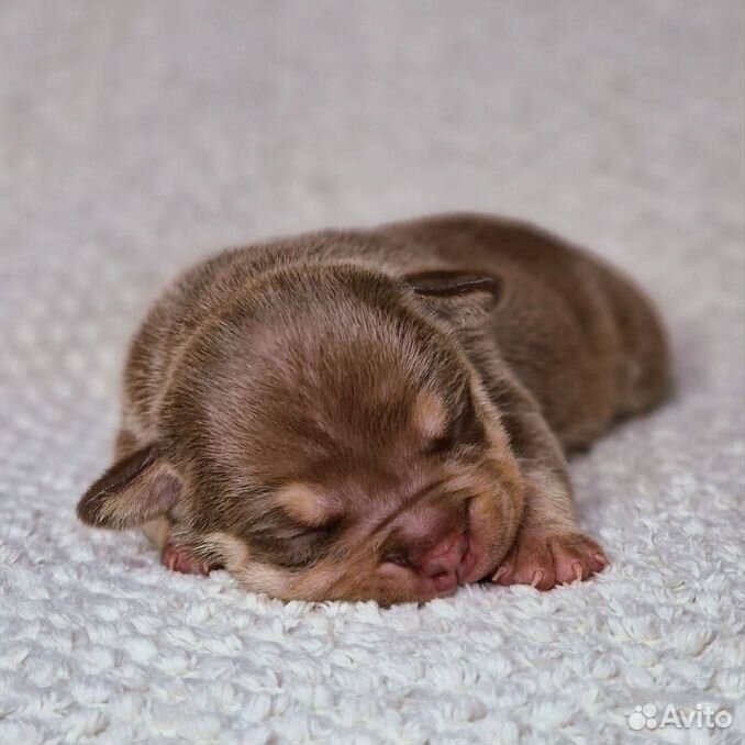 Щенки американского булли american bully