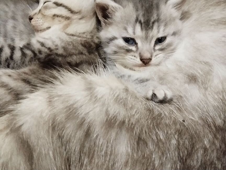 Отдам котенка