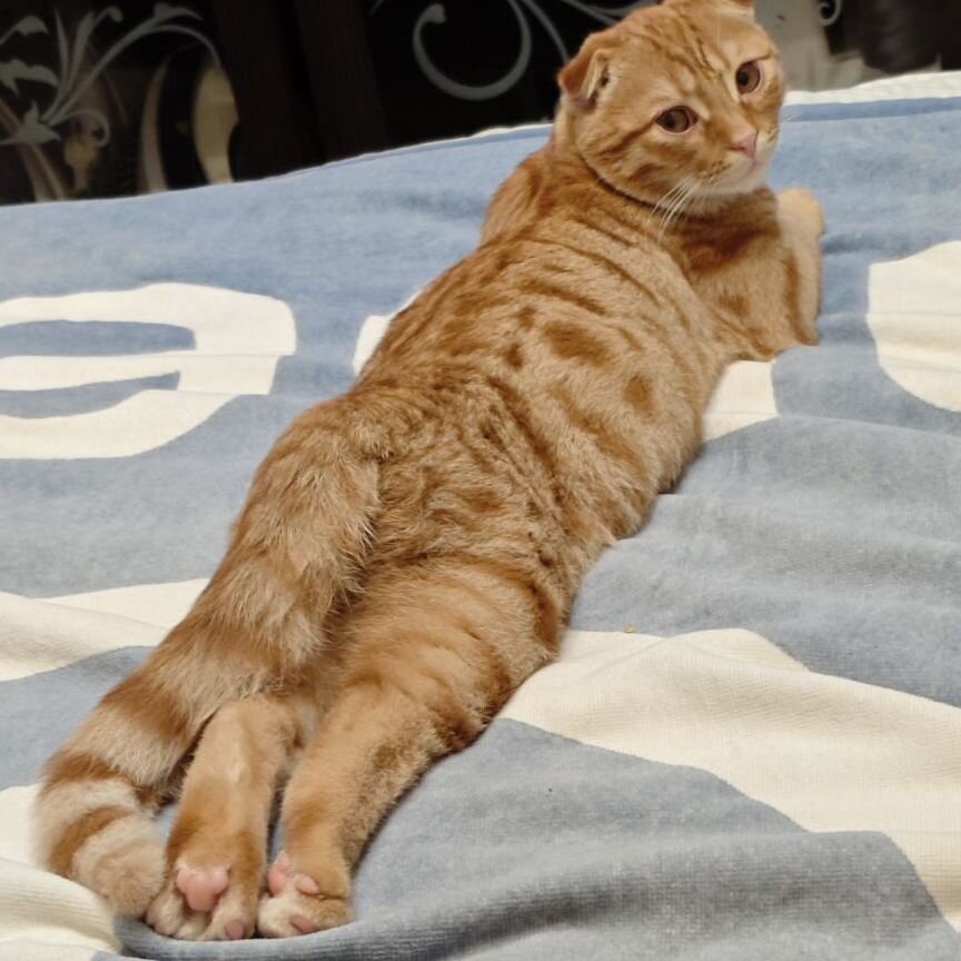 Кот