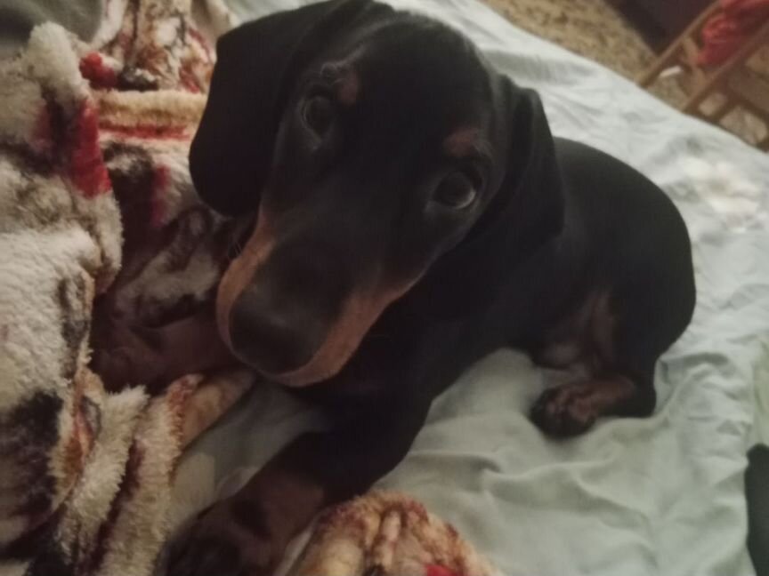 Кроличья такса