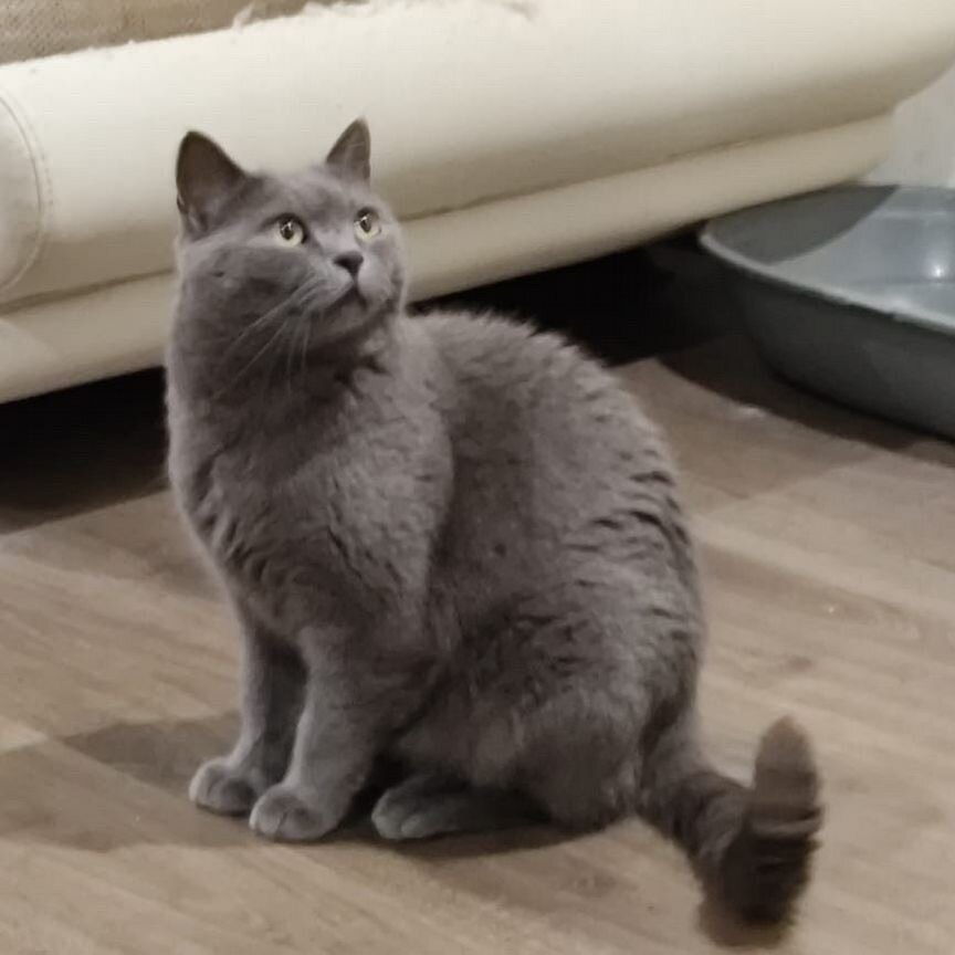 Голубой котик ищет дом