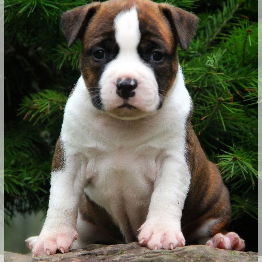 Шикарная девочка Ам. Стафф терьера