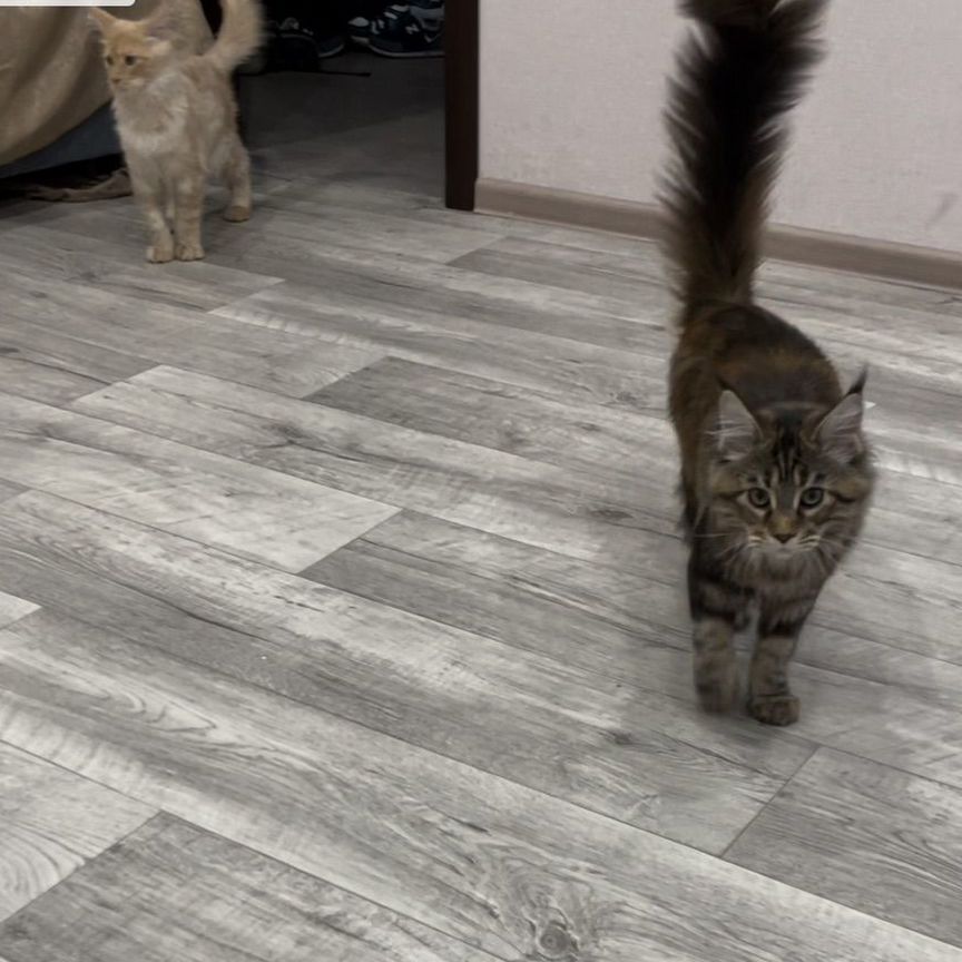 Котята