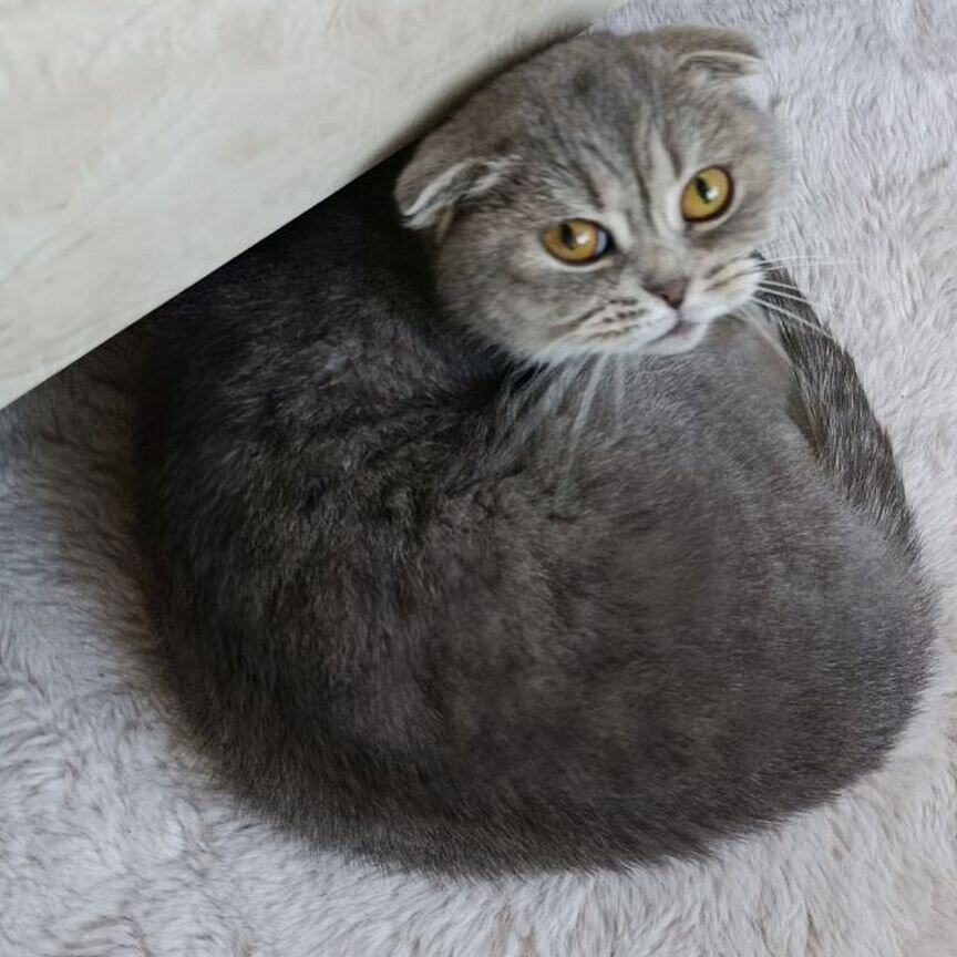 Шотландская вислоухая длинношёрстная, взрослая кошка
