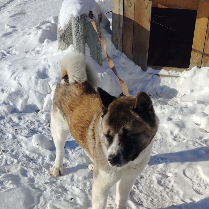 Американская акита, вязка