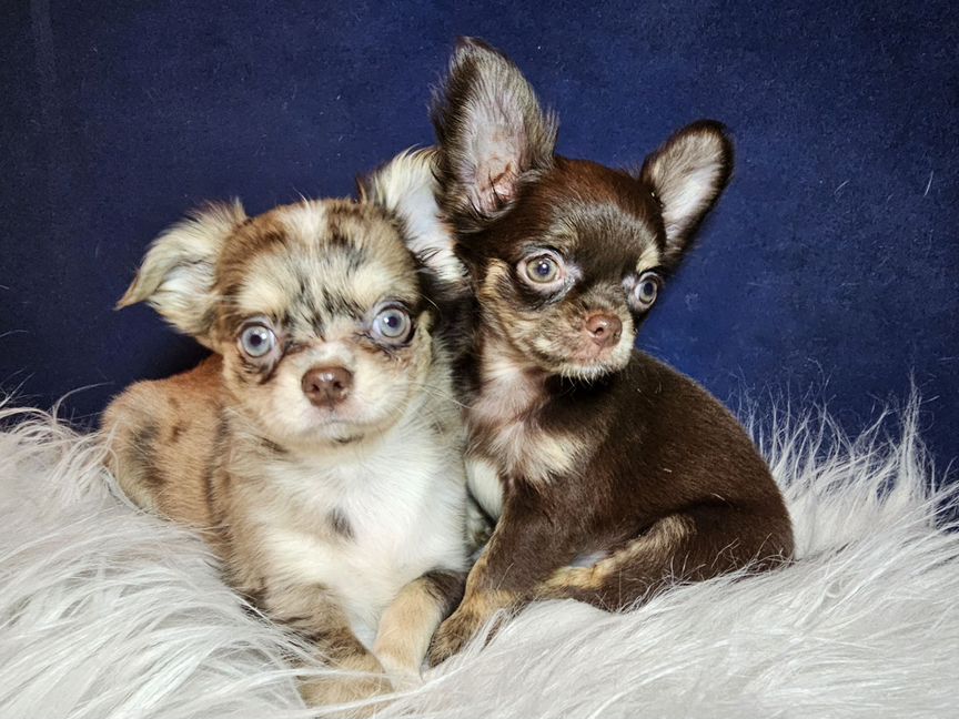 Чишки малышки сладкие девченки