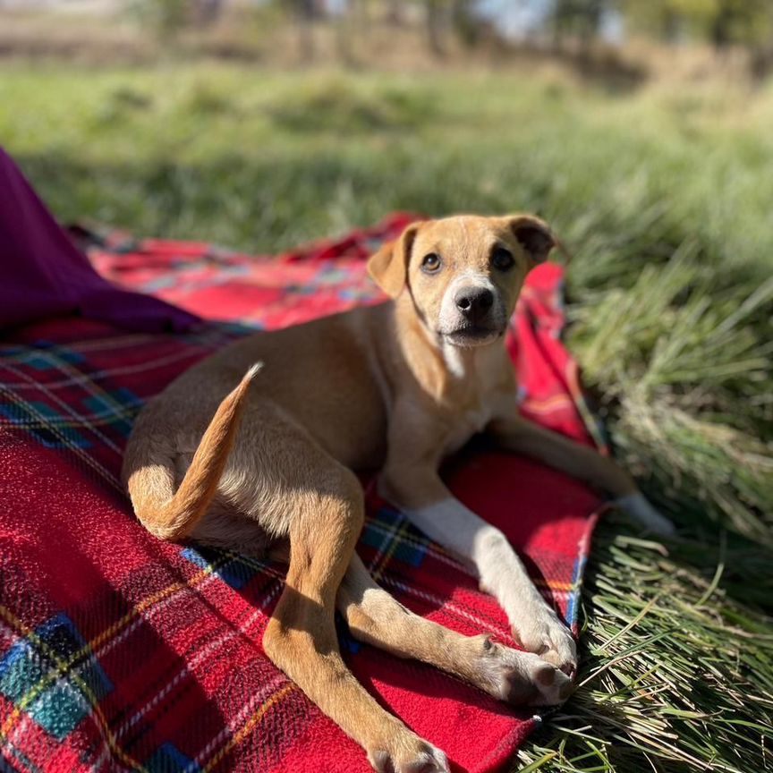 2 сестричка ищут дом