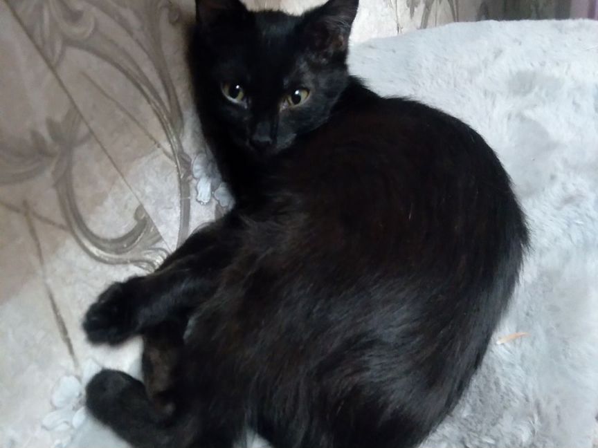 Котёнок,4,5 мес,девочка