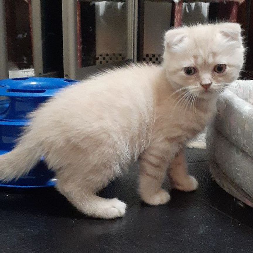 Шотландский вислоухий короткошёрстный котёнок