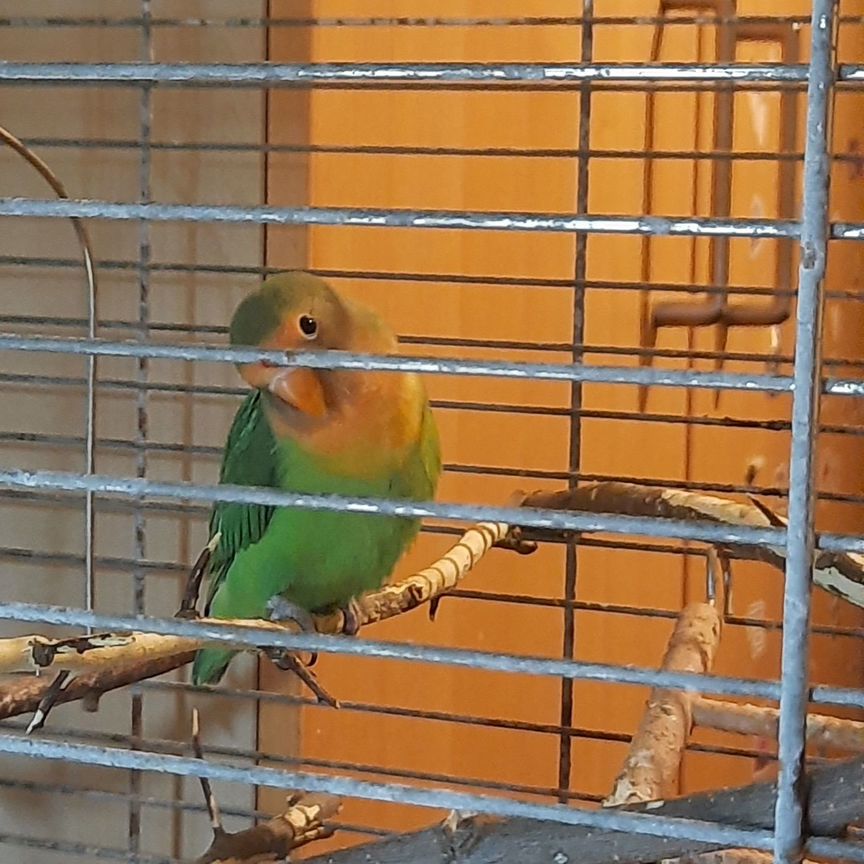 Попугай неразлучник самец, Москва