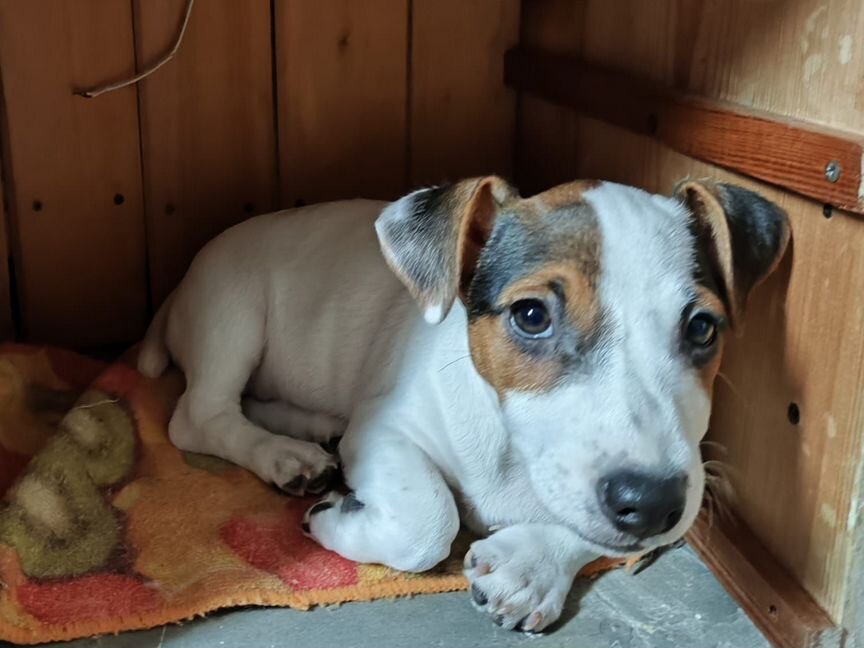 Щенки джек рассел терьер