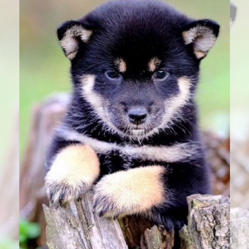 Сиба-ину, щенок