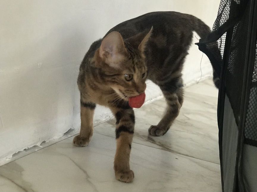 Ласкуша чаузиФ2 ждет Вас