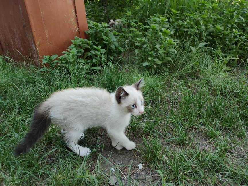 Котята