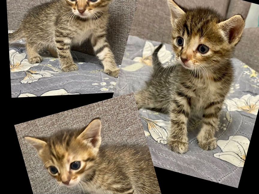 Котенок