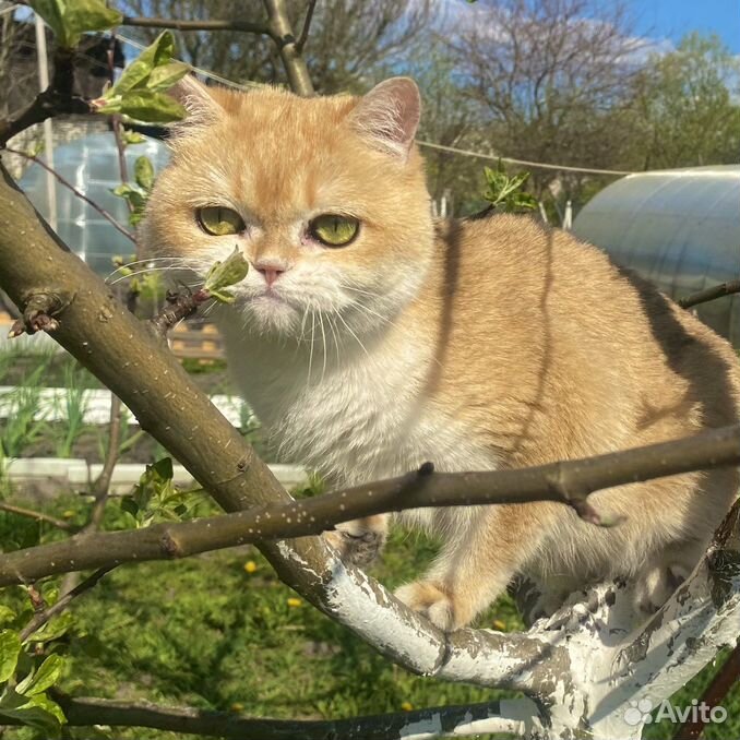 Золотая девочка 1,5 года