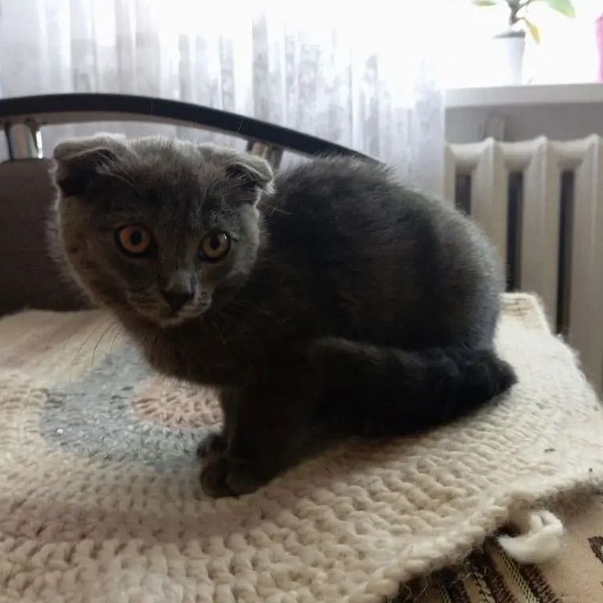 Шотландский вислоухий короткошёрстный котёнок
