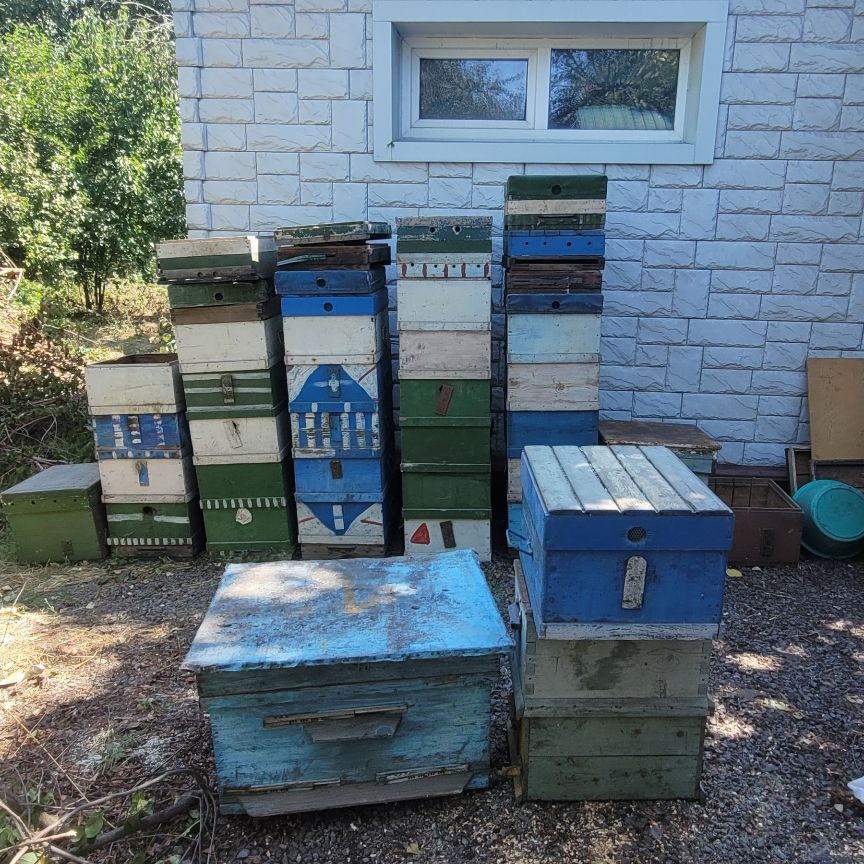 Улики рута для пчел