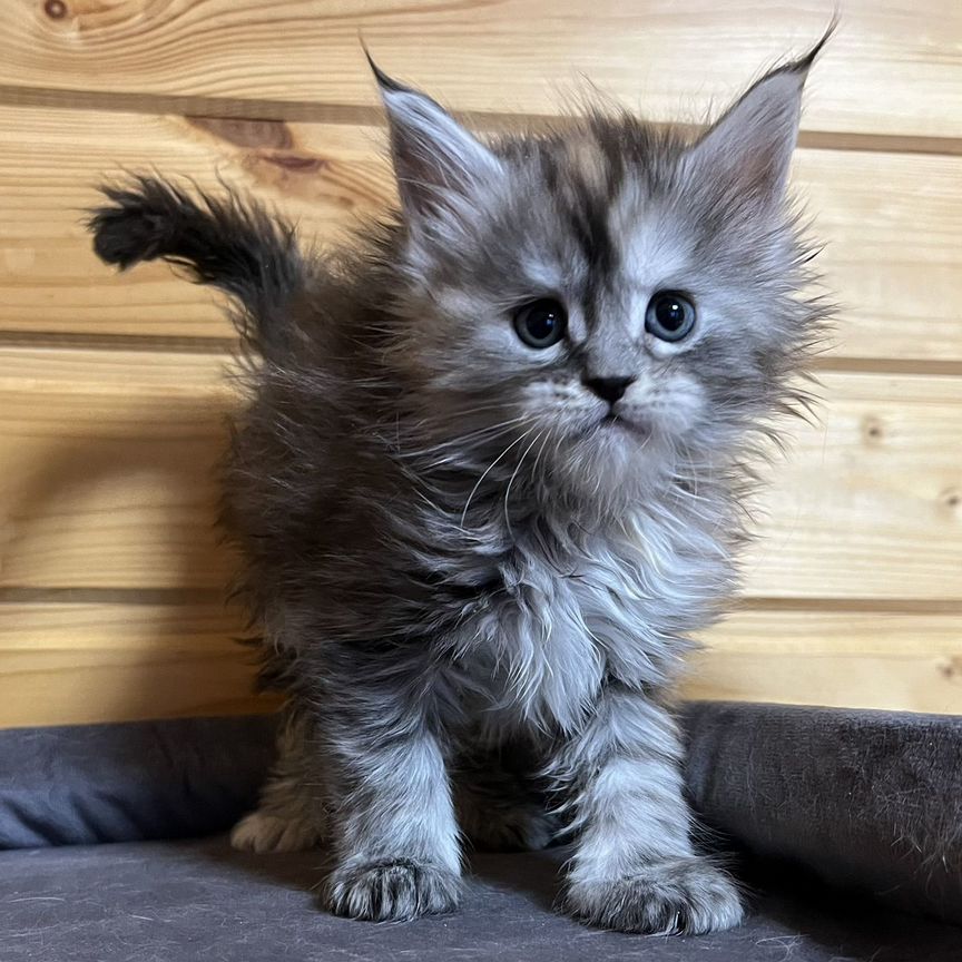 Невероятная лялька