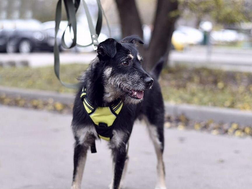 Собака в добрые руки