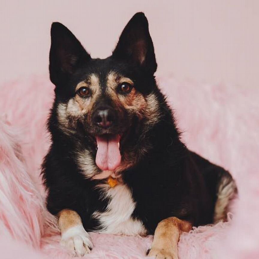 Взрослая собака в добрые руки