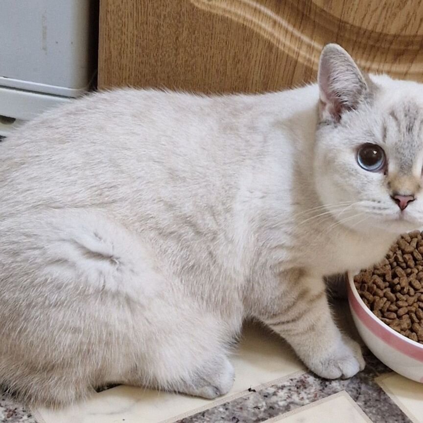 Британский подросток в добрые руки