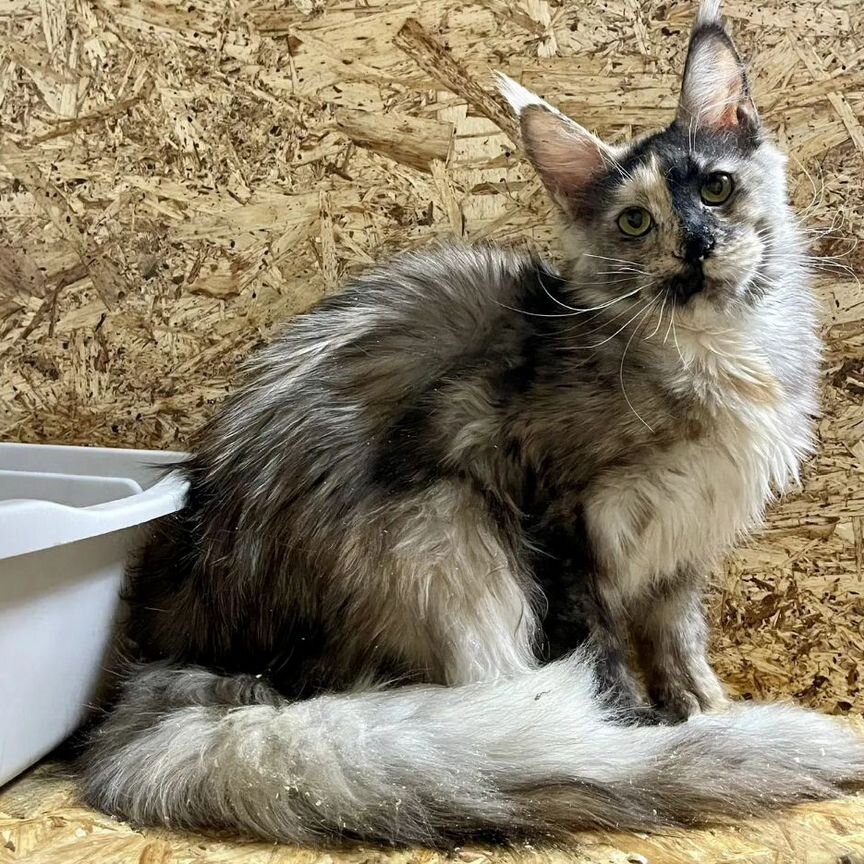 Мейн-кун котёнок