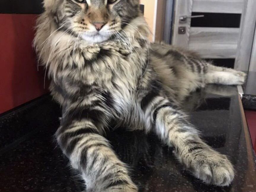 Кот мейн-кун вязка