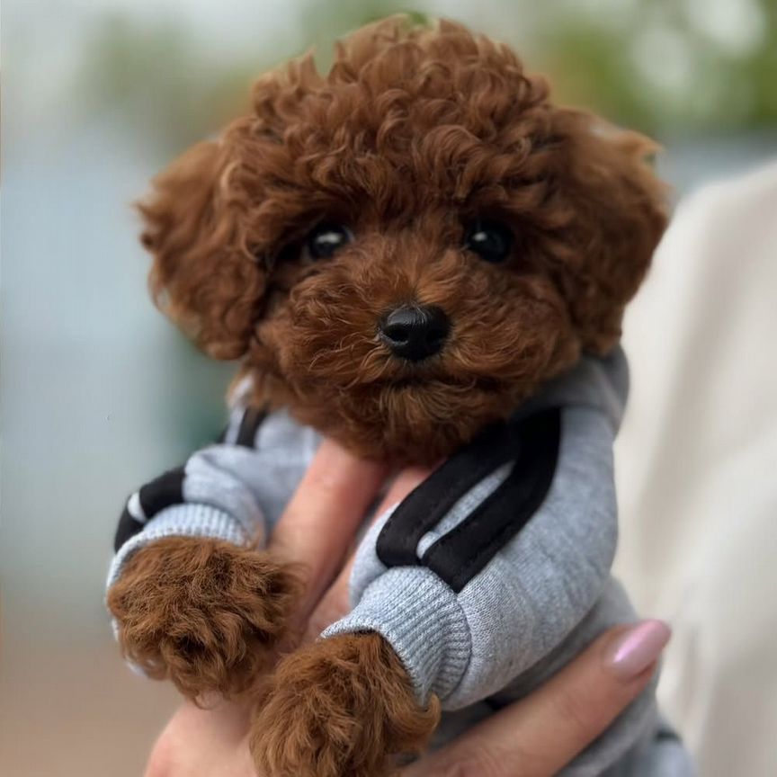 Той-пудель, щенок