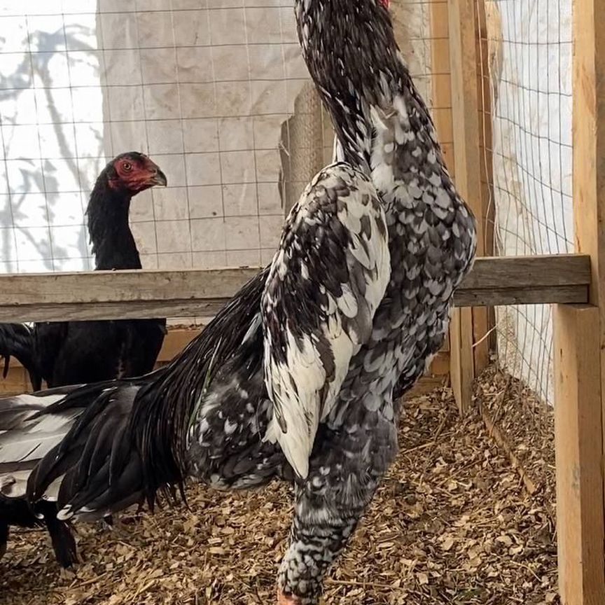 Бойцовый петушок