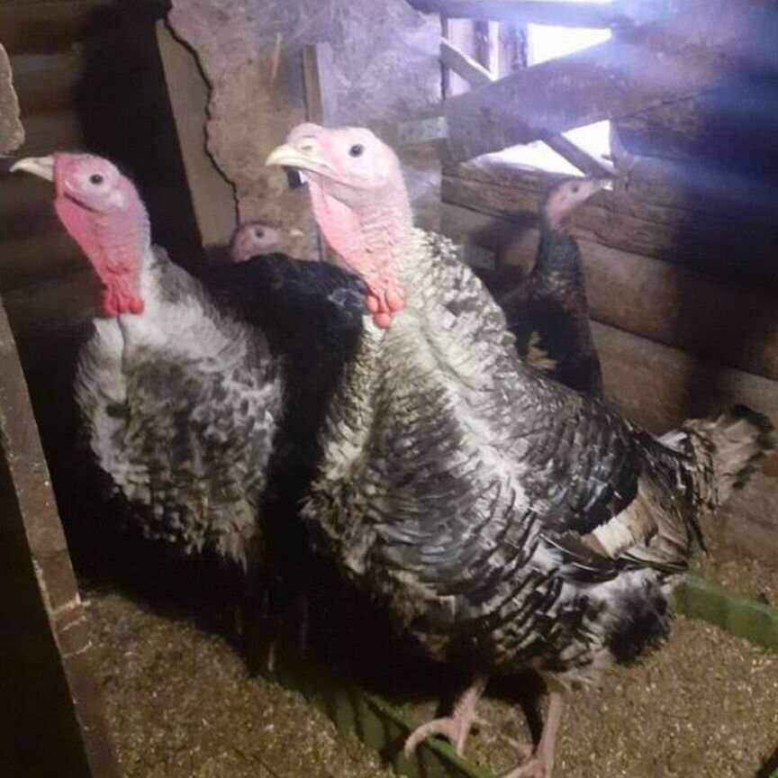 3 Индюшки и Индюк