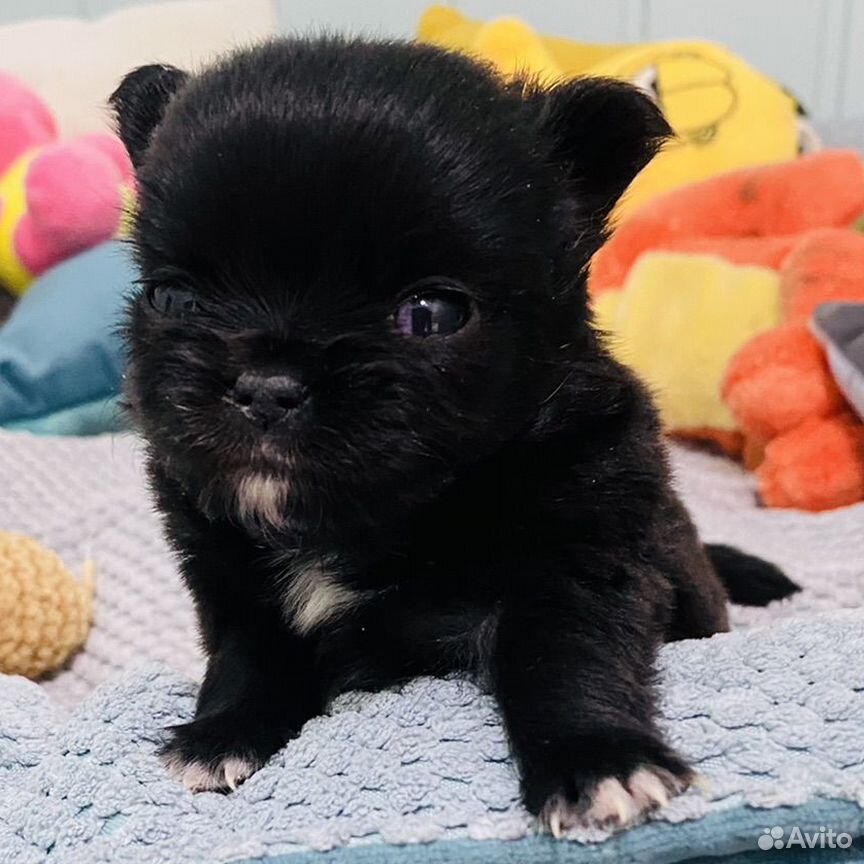 Мини девочка