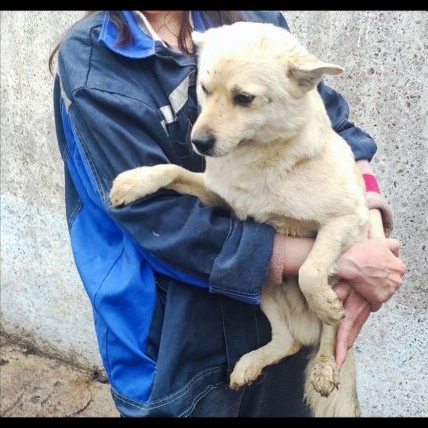 Собака в добрые руки