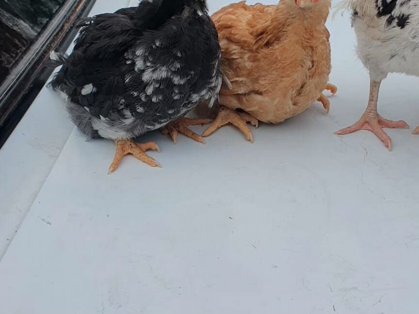 Куры молодки несушки