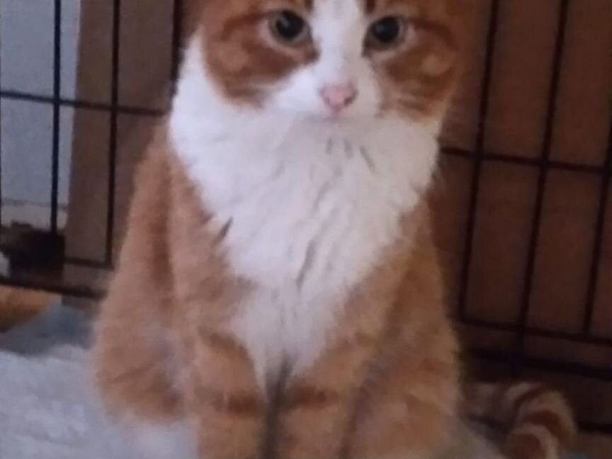 Рыженький котофей