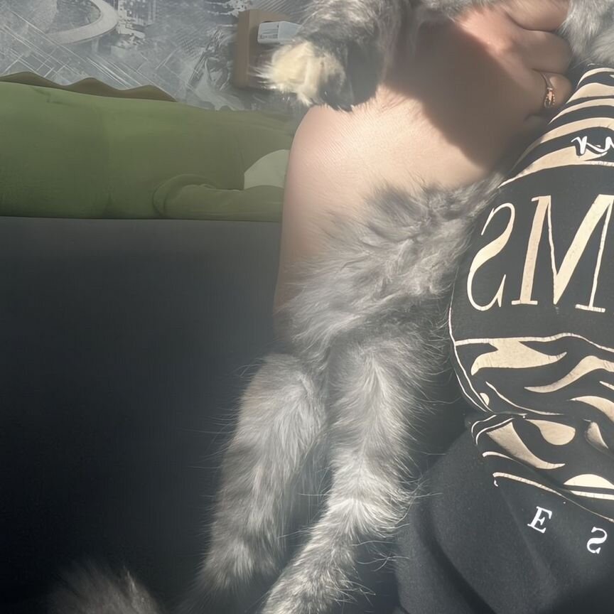 Мейн-кун котёнок