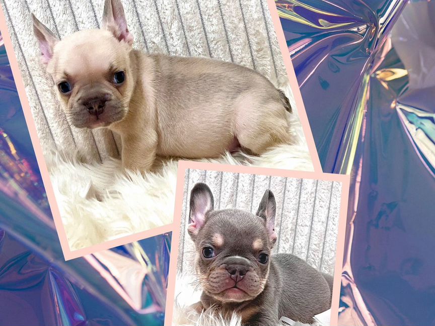 Французский бульдог